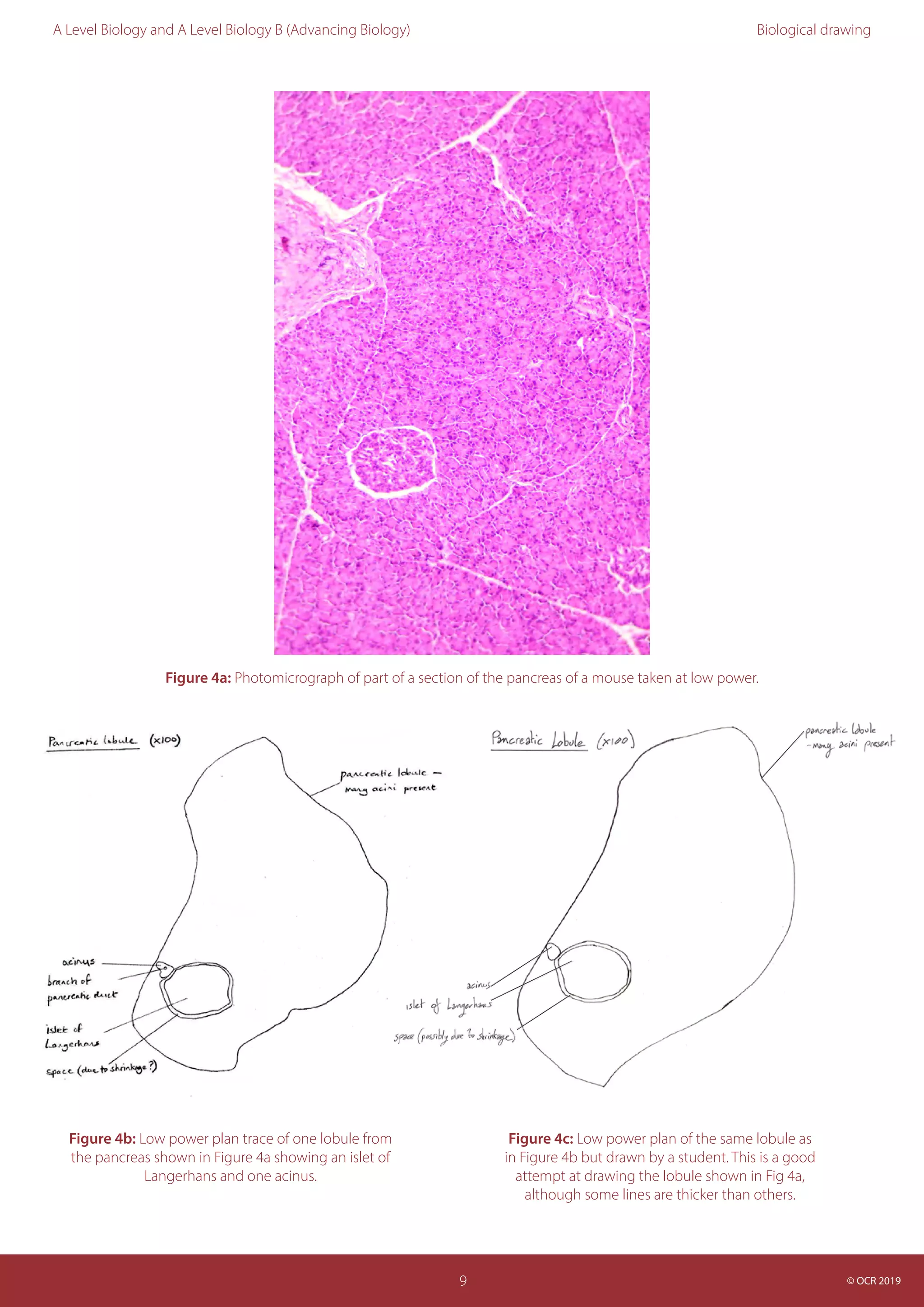 Biological drawing | PDF
