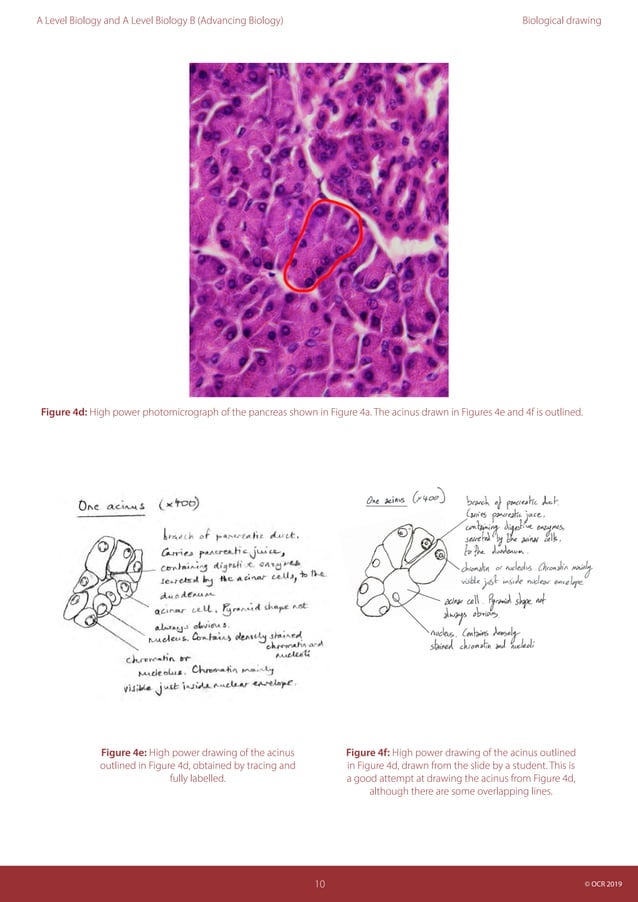 Biological drawing | PDF
