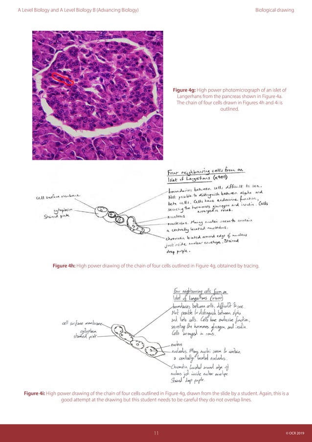 Biological drawing | PDF