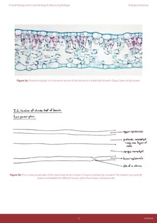 Biological drawing | PDF