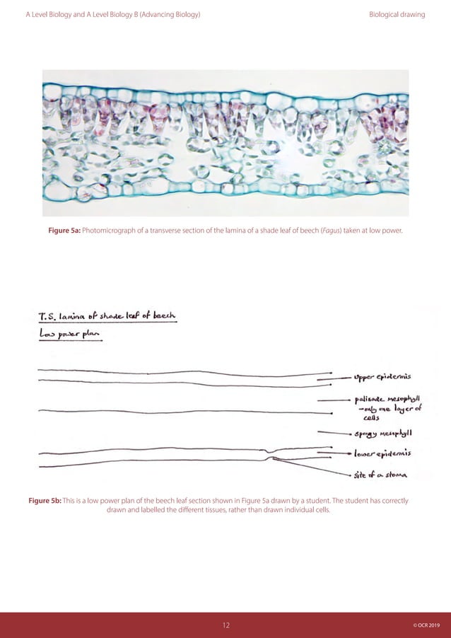 Biological drawing | PDF