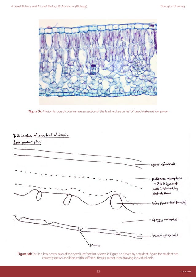 Biological drawing | PDF