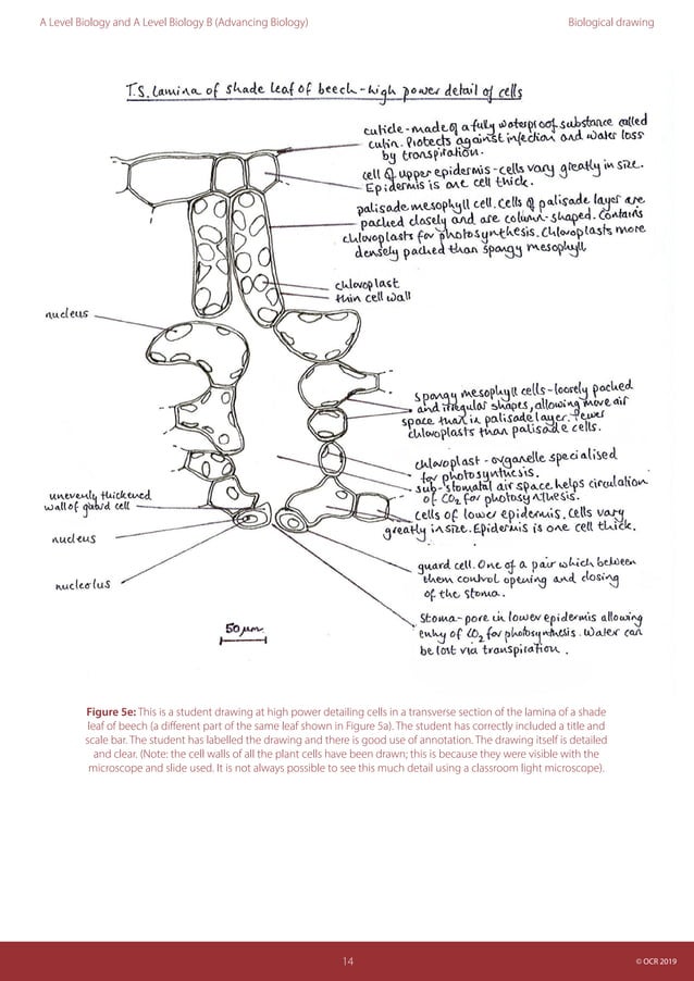 Biological drawing | PDF