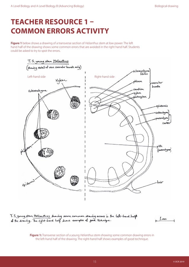 Biological drawing | PDF