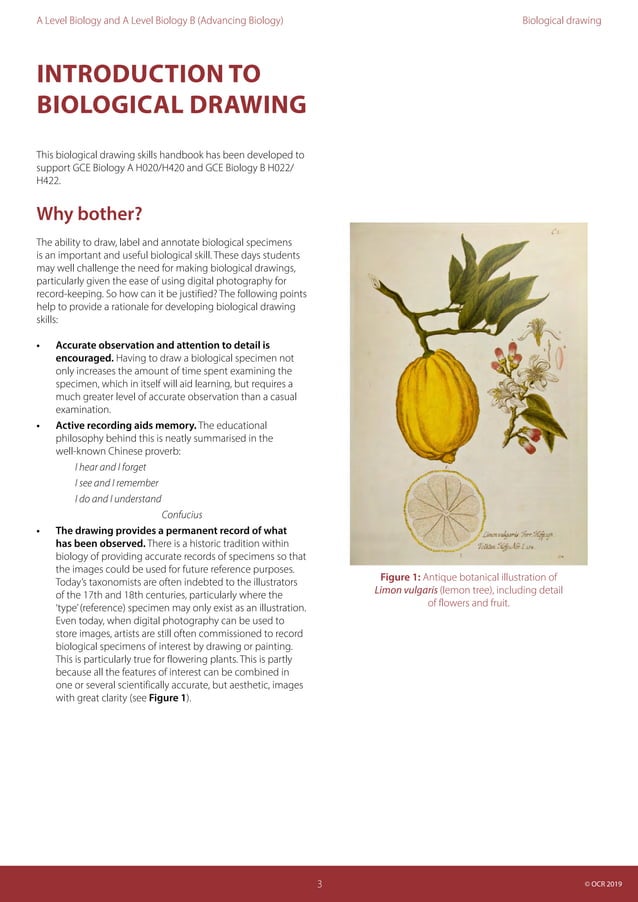 Biological drawing | PDF