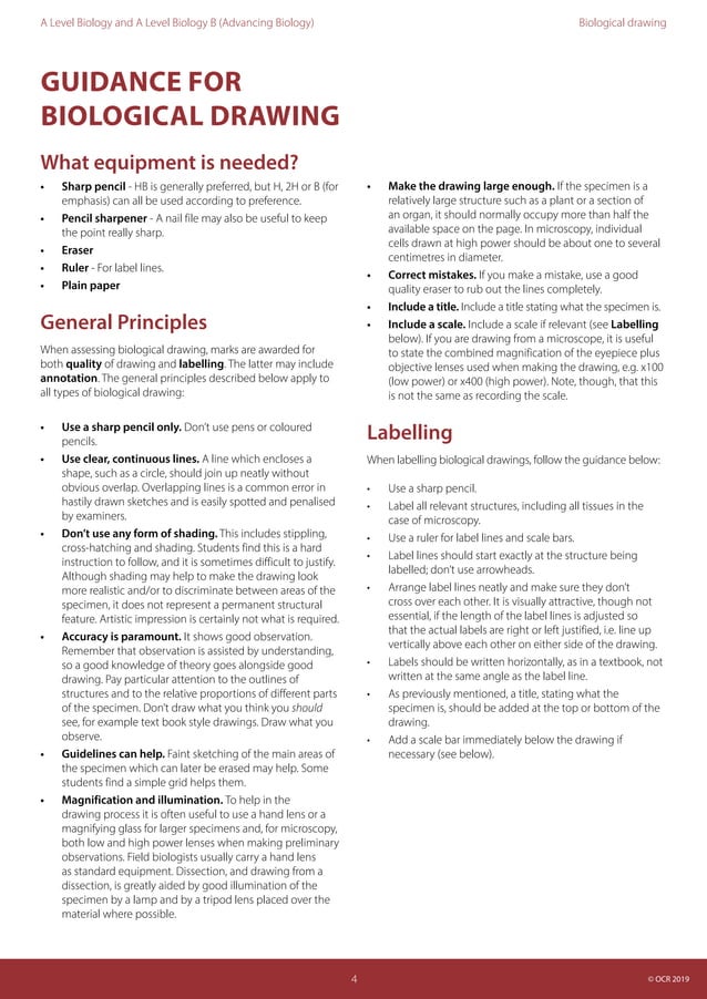 Biological drawing | PDF