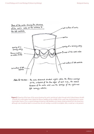 Biological drawing | PDF