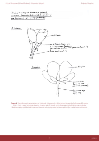Biological drawing | PDF