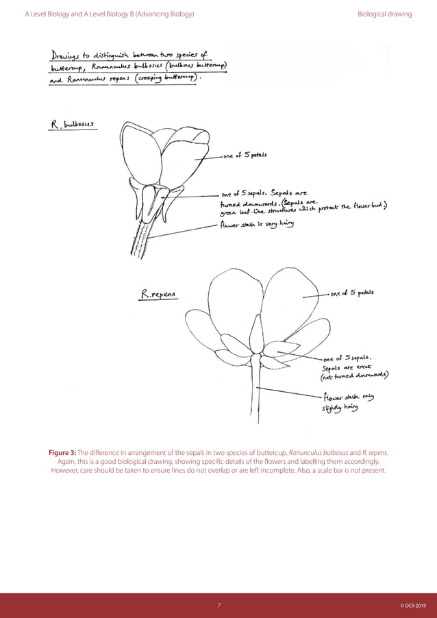 Biological drawing | PDF