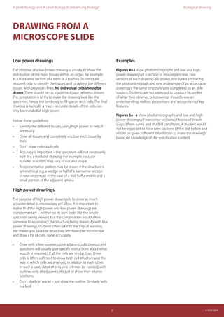 Biological drawing | PDF