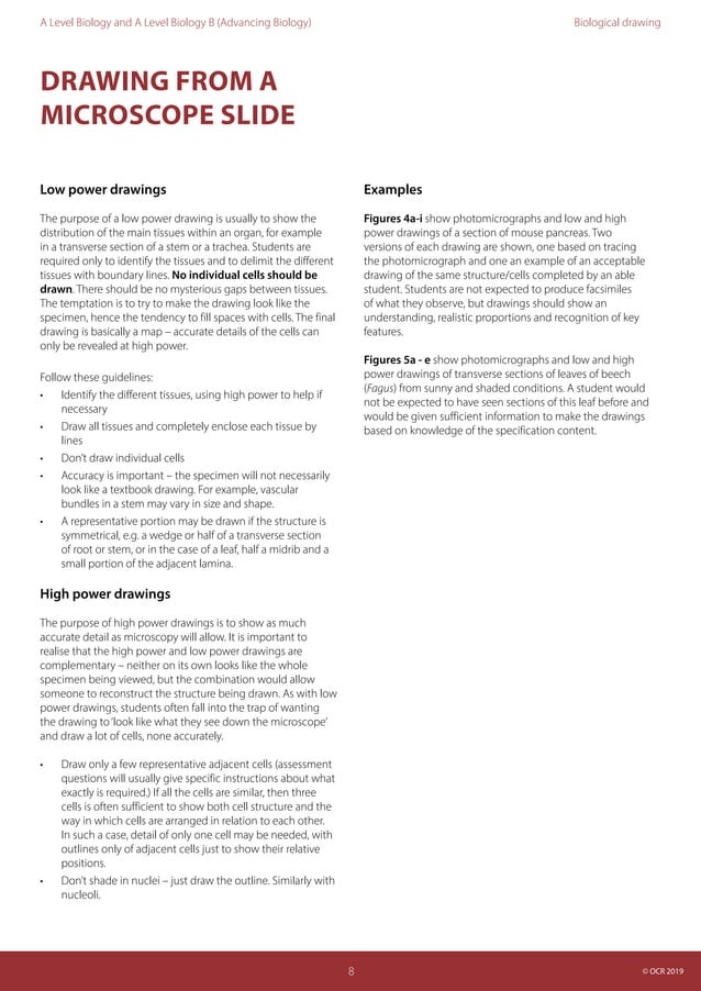 Biological drawing | PDF