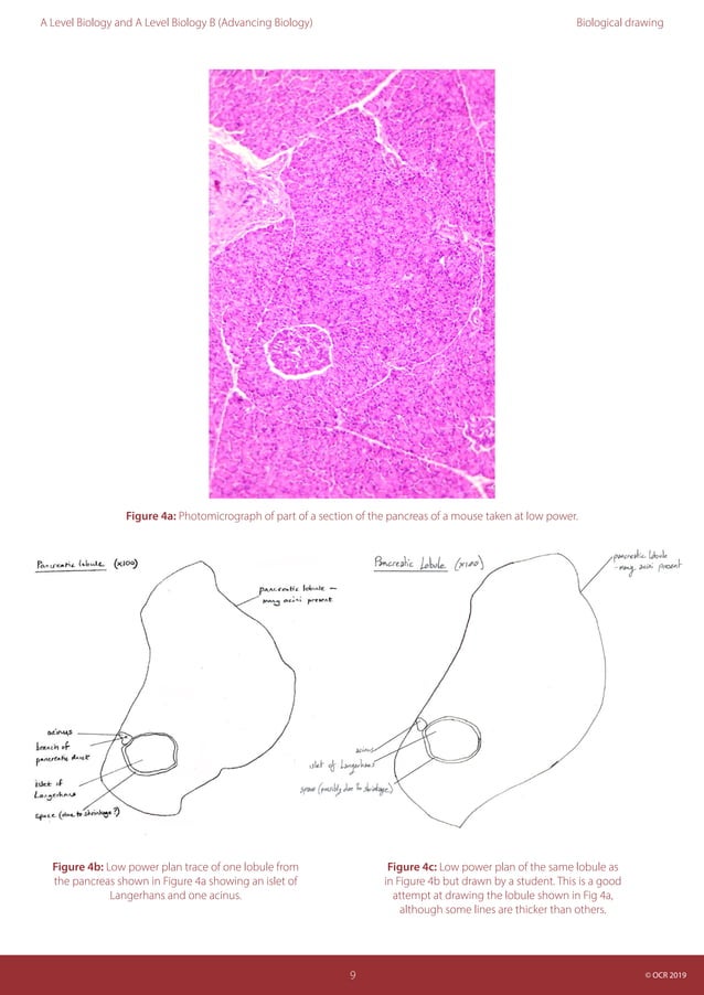 Biological drawing | PDF