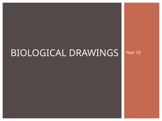 Year 10 Biological Drawings: Techniques and Labeling Guidelines for ...