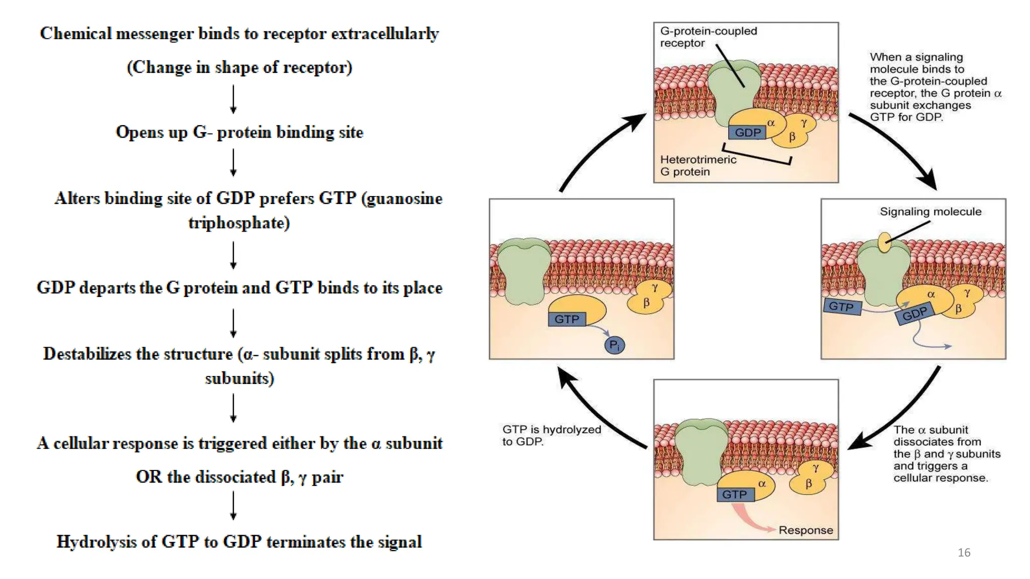 Biological drug targets.pptx