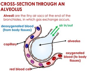 Biological examples of diffusion | PPT