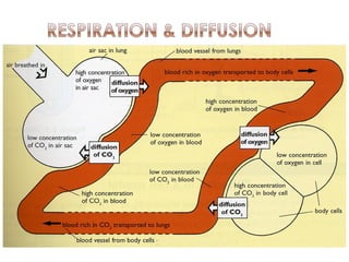 Biological examples of diffusion | PPT