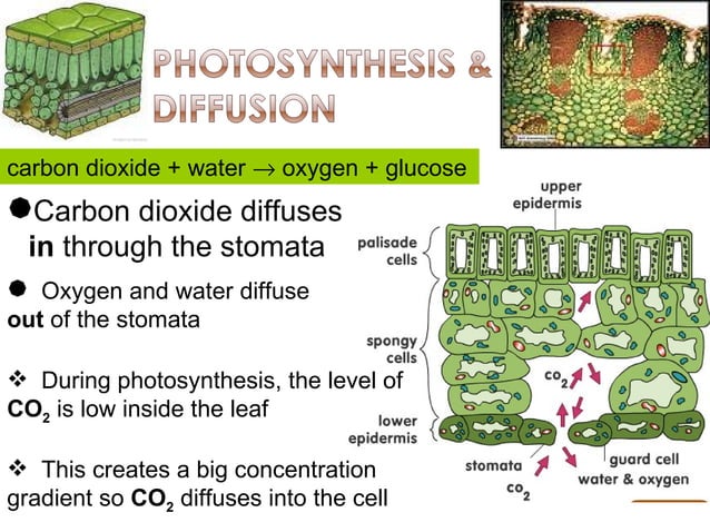 Biological examples of diffusion | PPT | Physics | Science