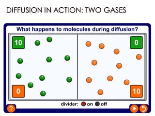 Biological examples of diffusion | PPT