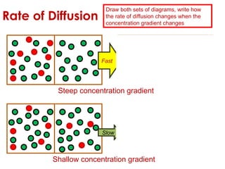Diffusion Example