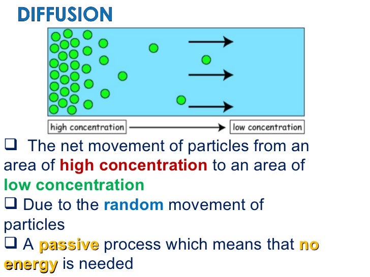 Biological examples of diffusion
