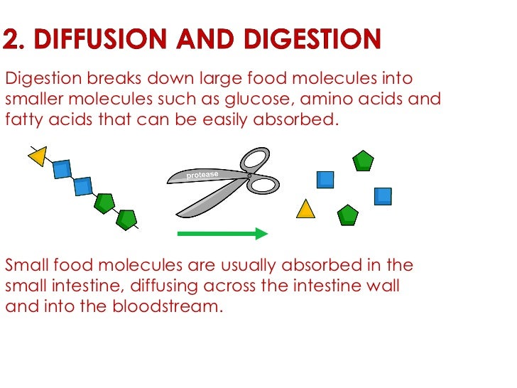 Biological examples of diffusion