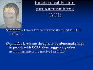 OCD Biological explanations A2 | PPTX