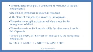 Biological fixation of nitrogen | PPT