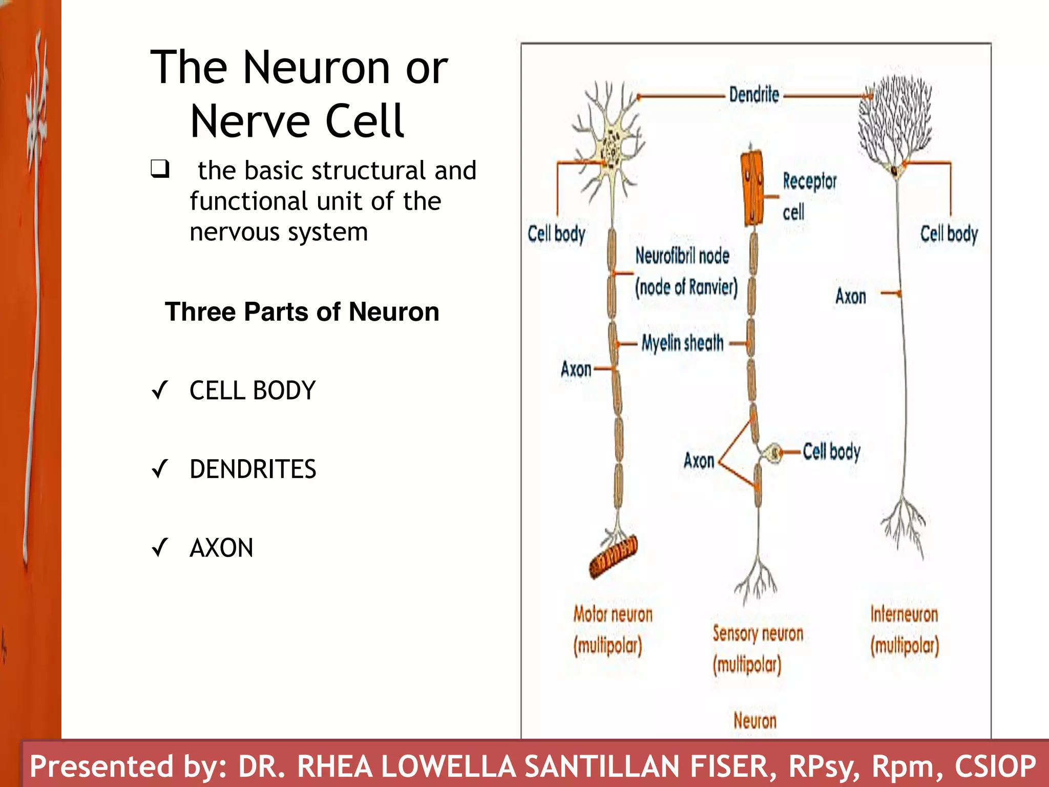 Biological Foundation of Behavior | PDF