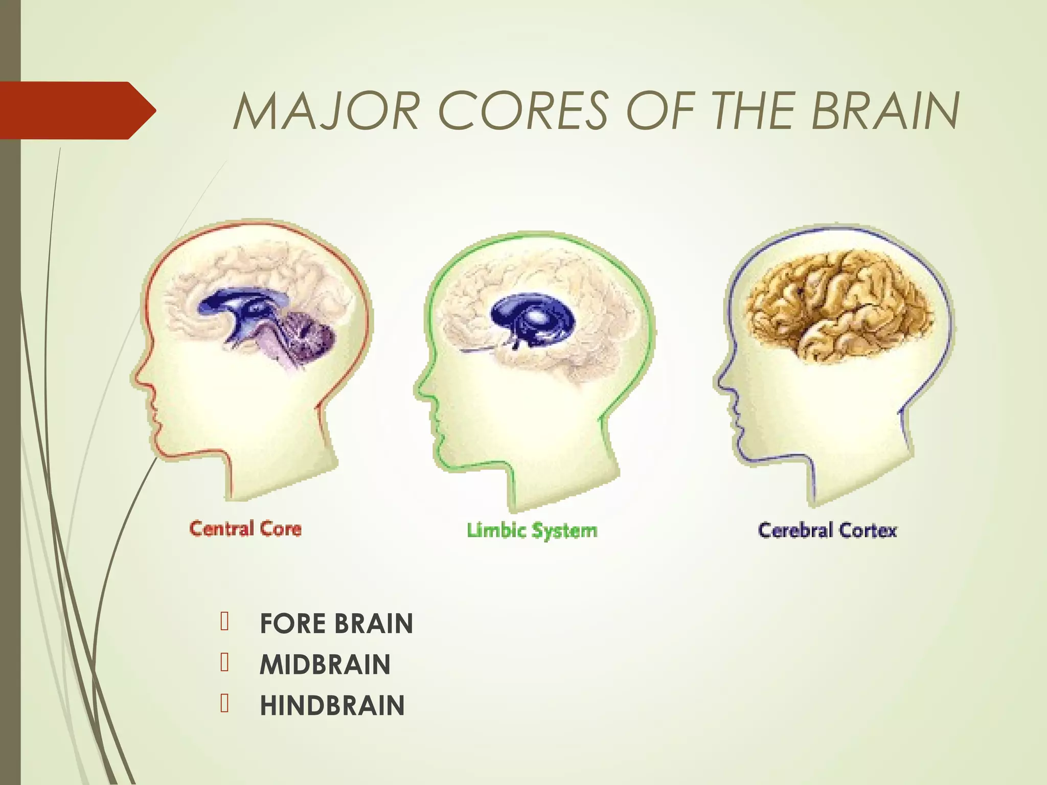 Biological foundation of psychology | PPT