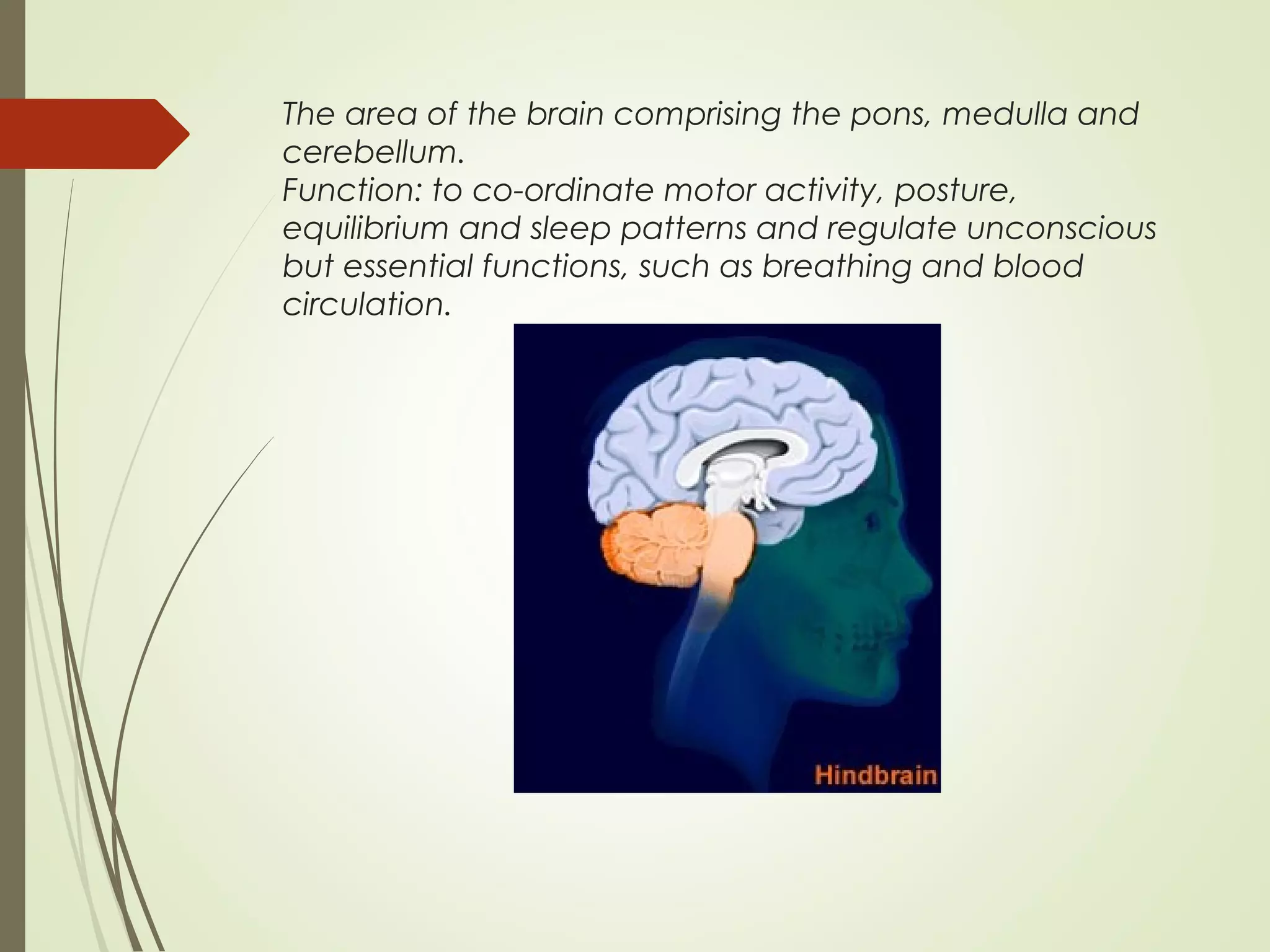 Biological foundation of psychology | PPT