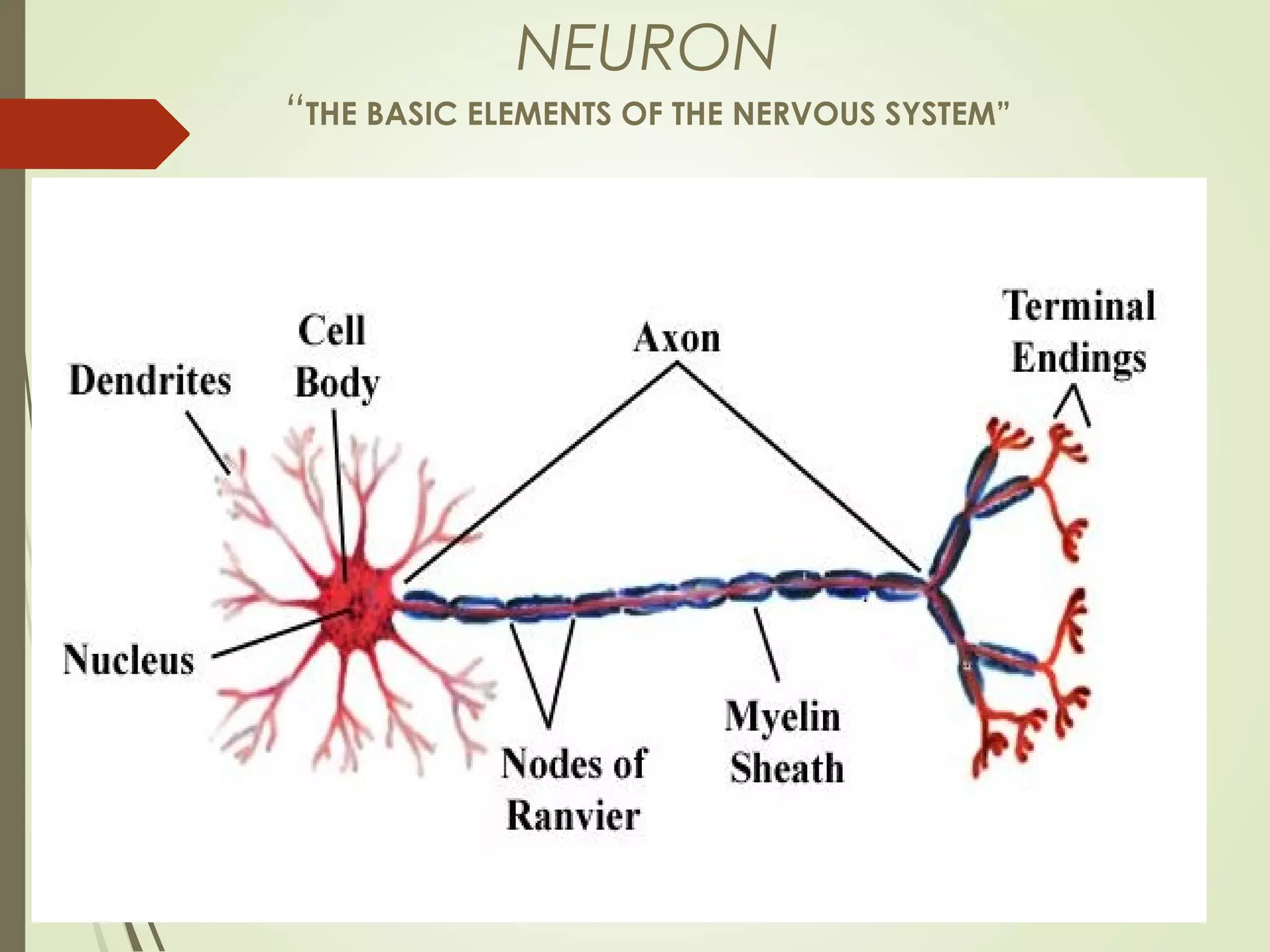 Biological foundation of psychology | PPT