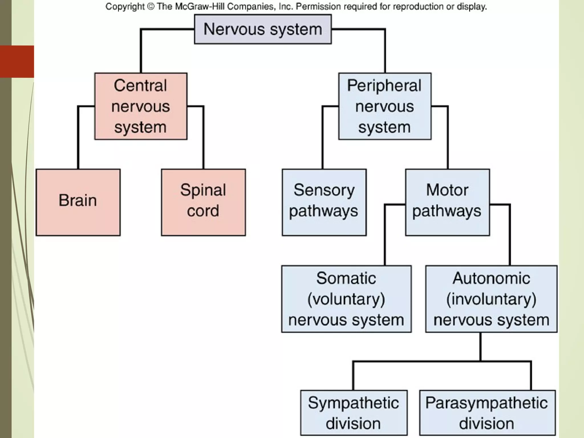 Biological foundation of psychology | PPT
