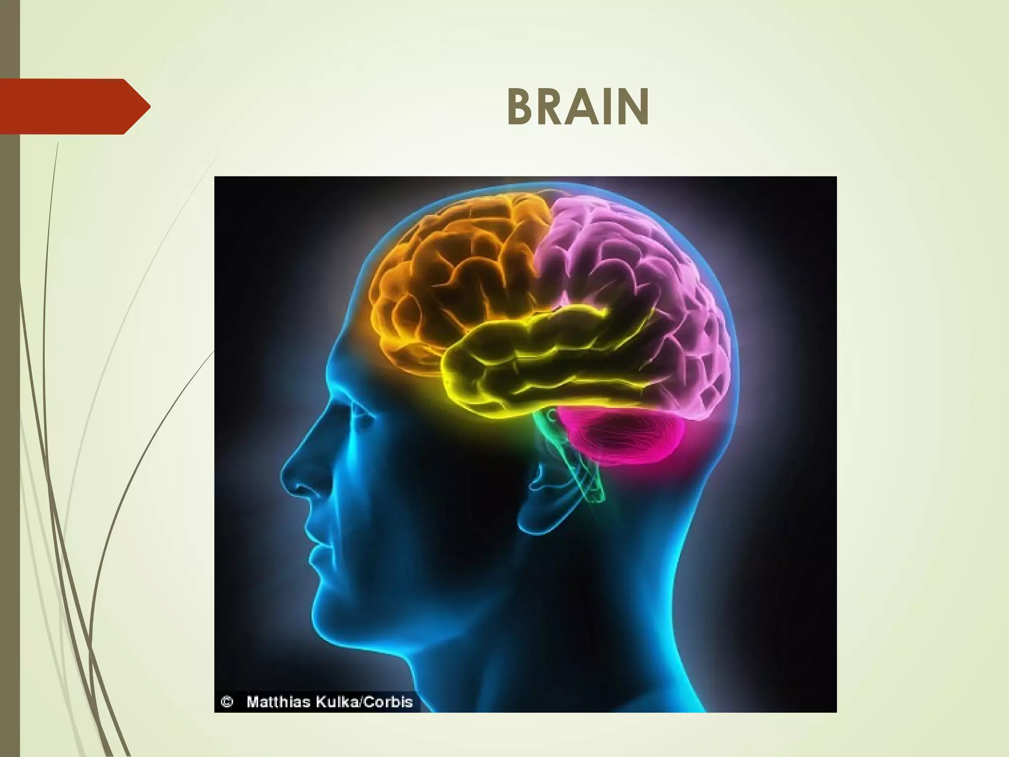 Biological foundation of psychology | PPT