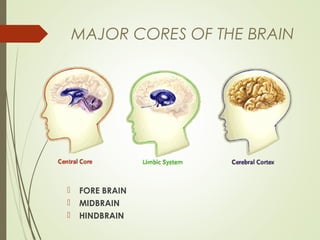 Biological foundation of psychology | PPT
