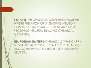 Biological foundation of psychology | PPT