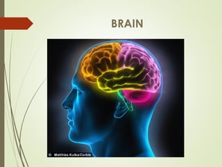 Biological foundation of psychology | PPT