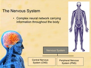 Biological foundations of behavior | PPTX