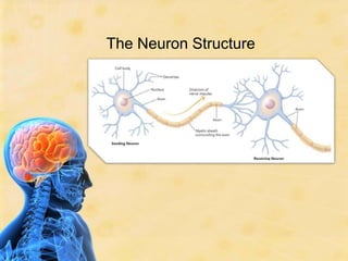 Biological foundations of behavior | PPTX