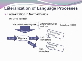 Biological foundations of language | PPTX