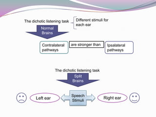 Biological foundations of language | PPTX