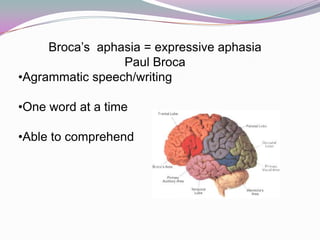 Biological foundations of language | PPTX
