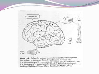 Biological foundations of language | PPTX