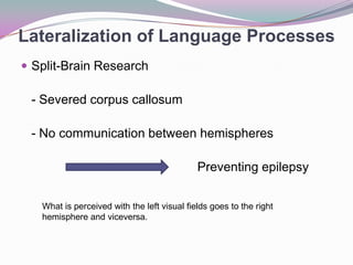 Biological foundations of language | PPTX