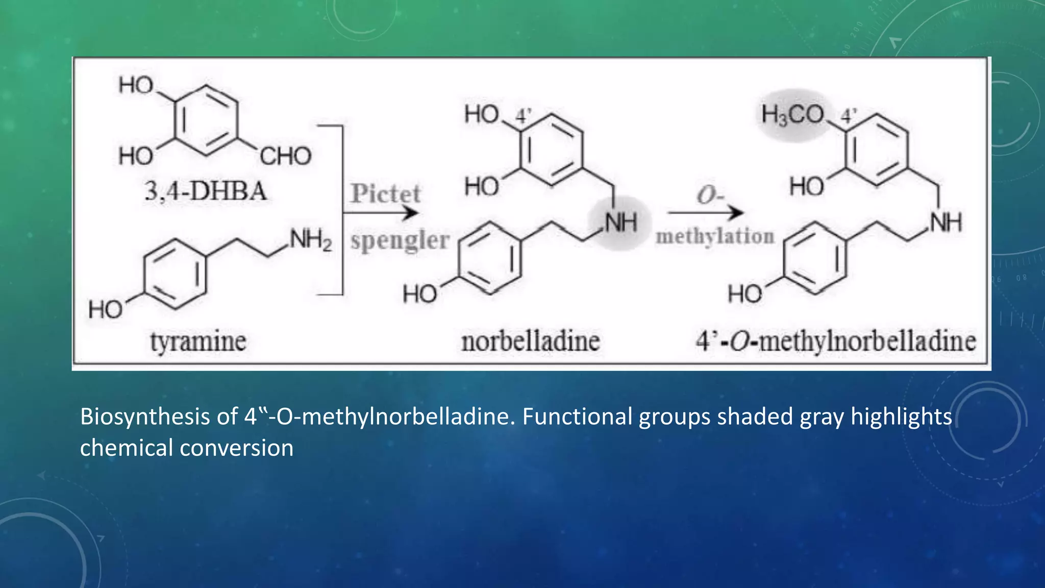 Biological functions of alkaloids | PPT