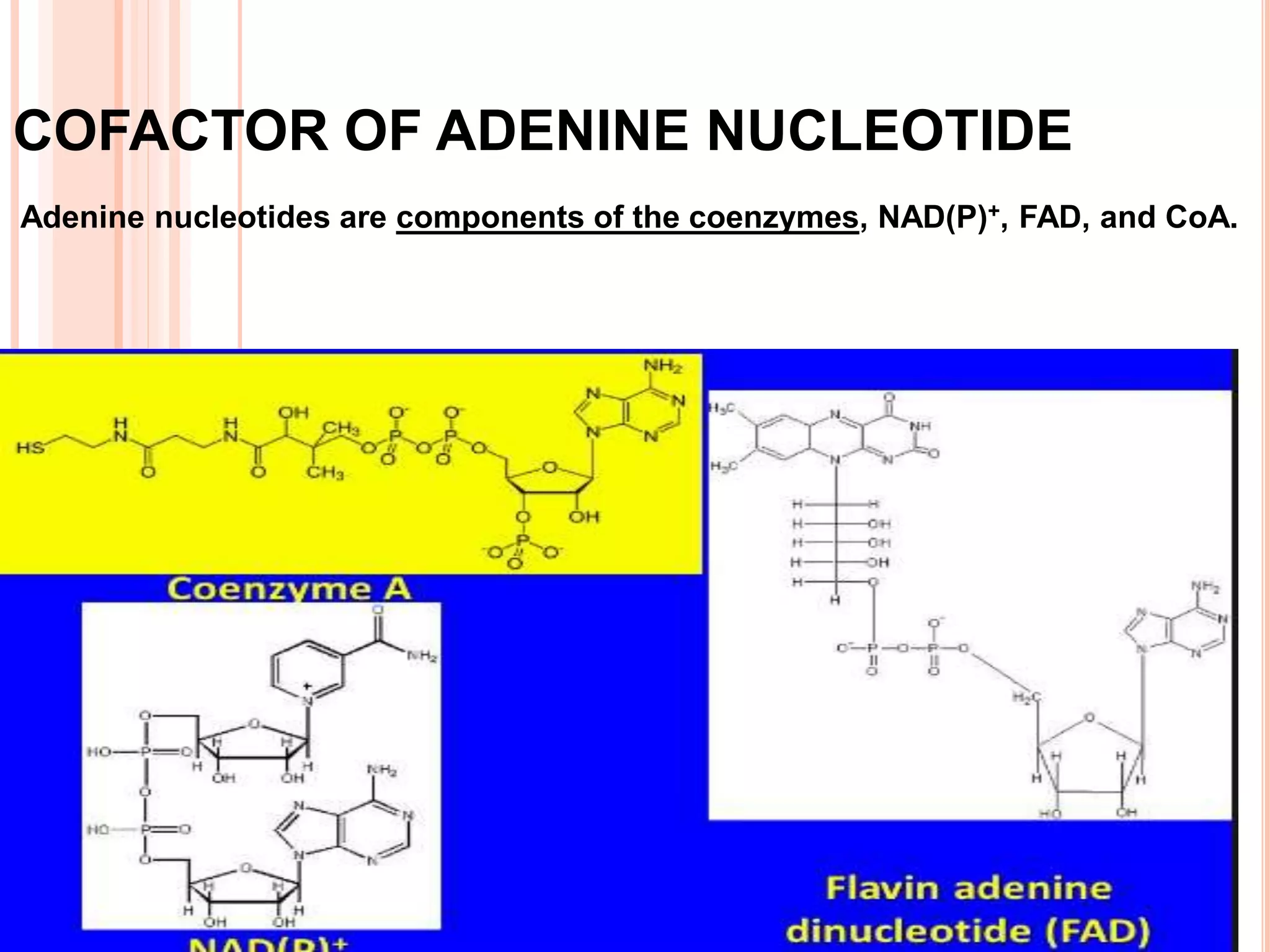 Biological functions of nucleotides | PPTX