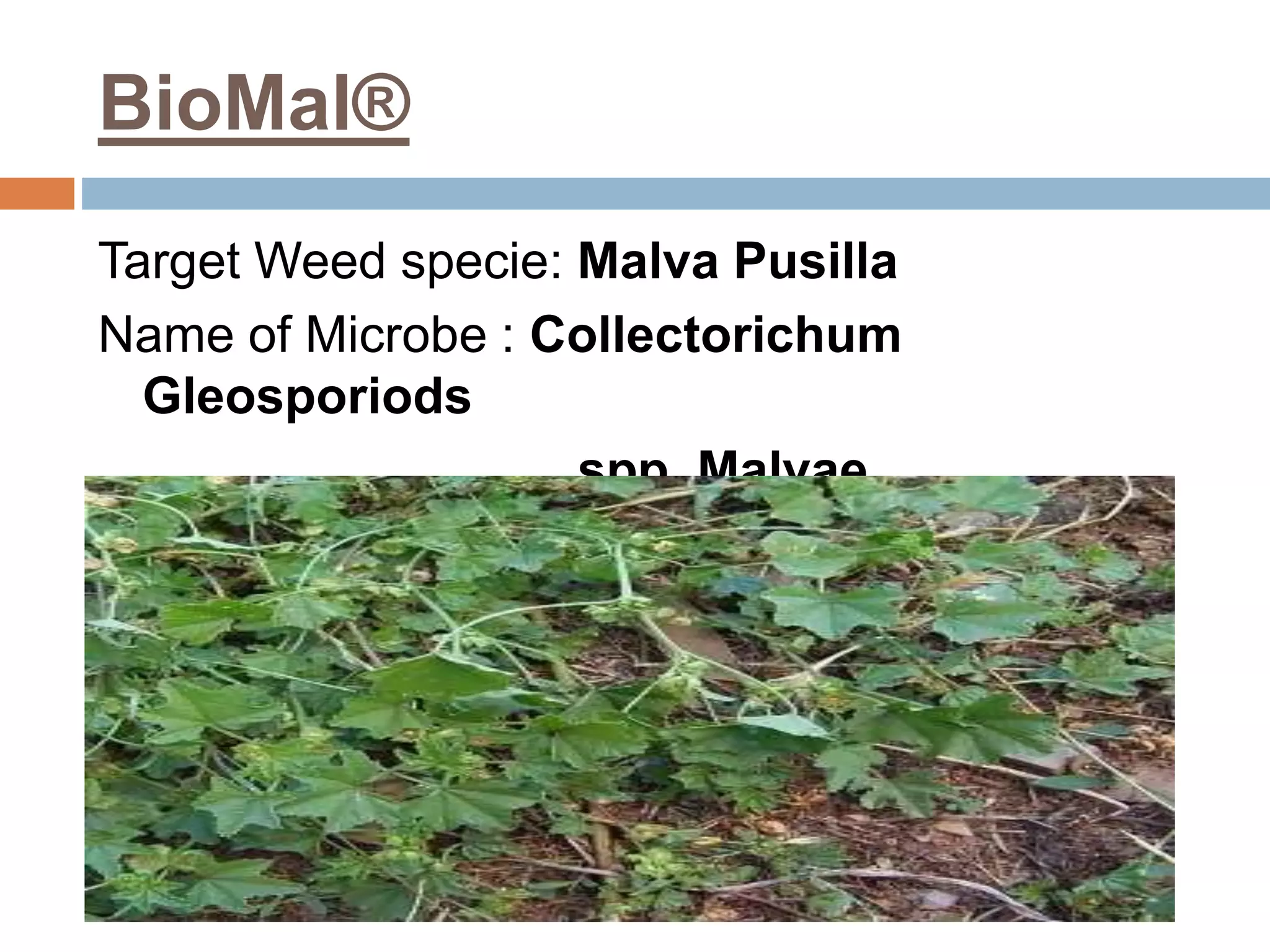 Biological herbicides.pptx