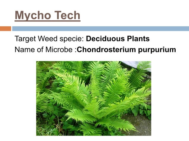 Biological herbicides.pptx