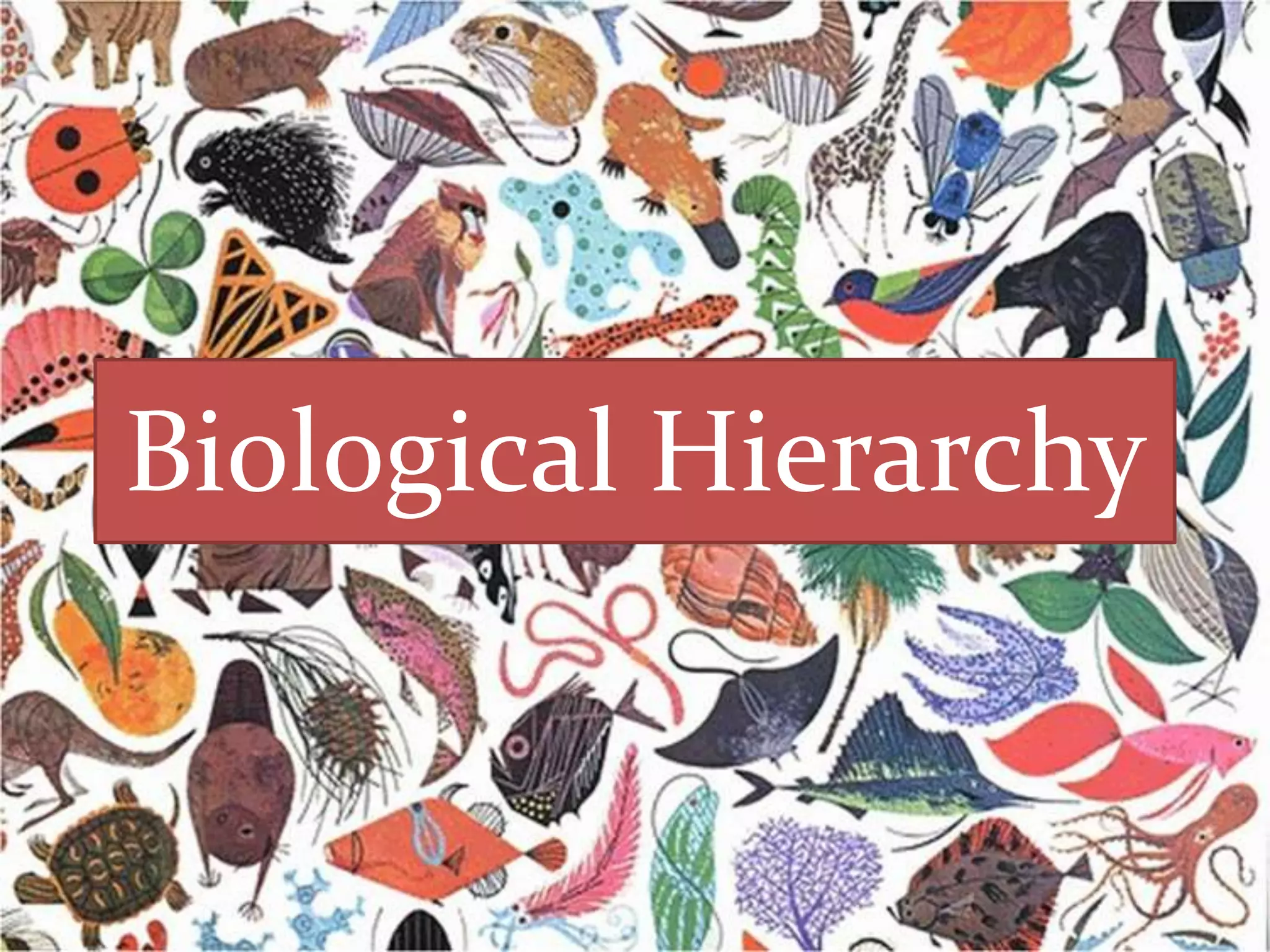 Biological hierarchy v.2 | PPT | Free Download