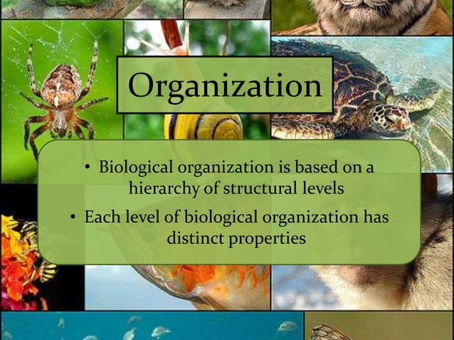Biological hierarchy v.2 | PPT