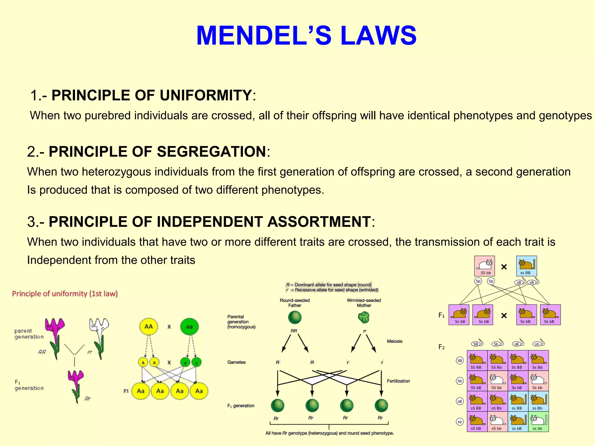 Biological inheritance | PPT